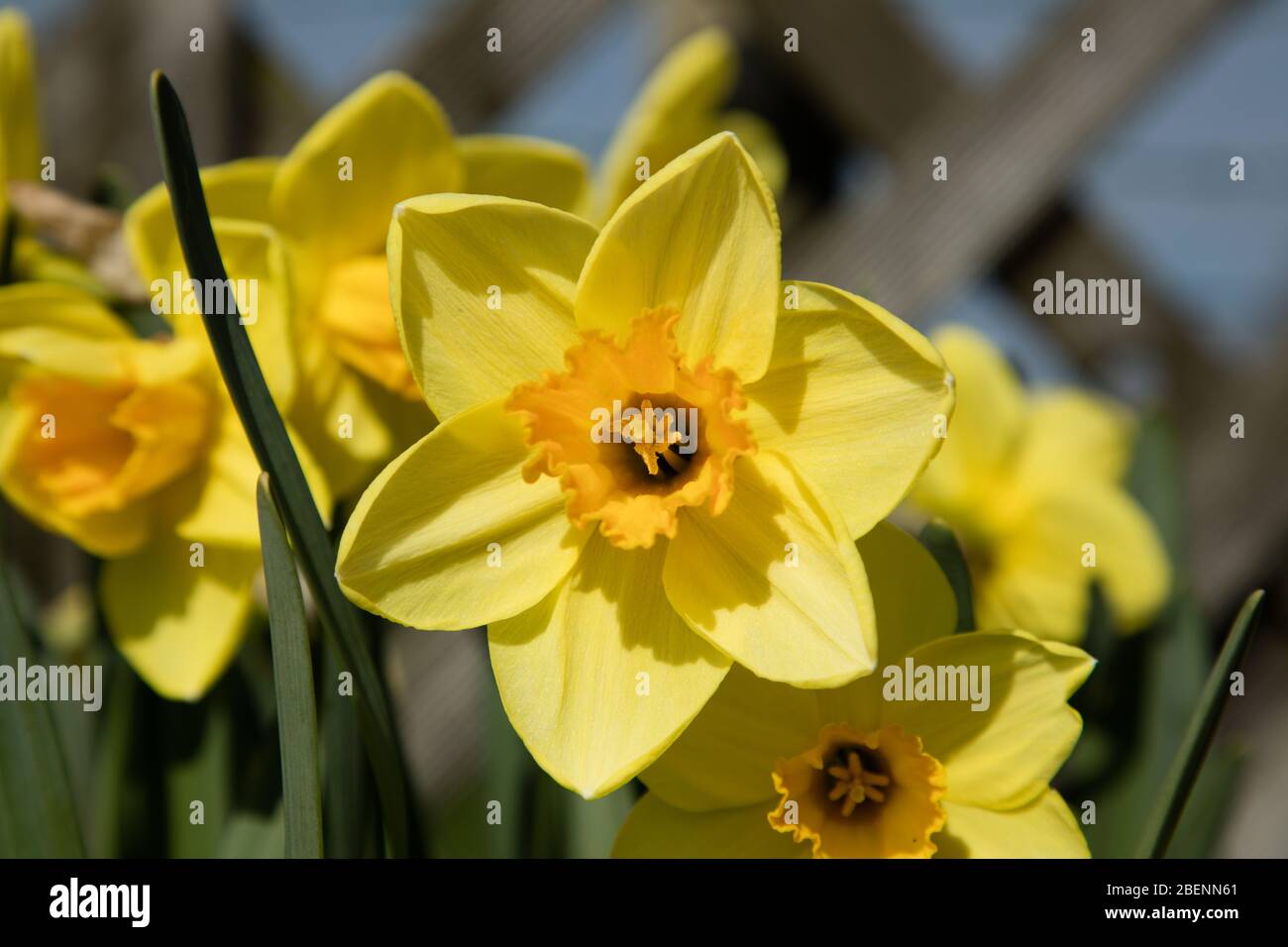 Welsh daffodil hi-res stock photography and images - Alamy