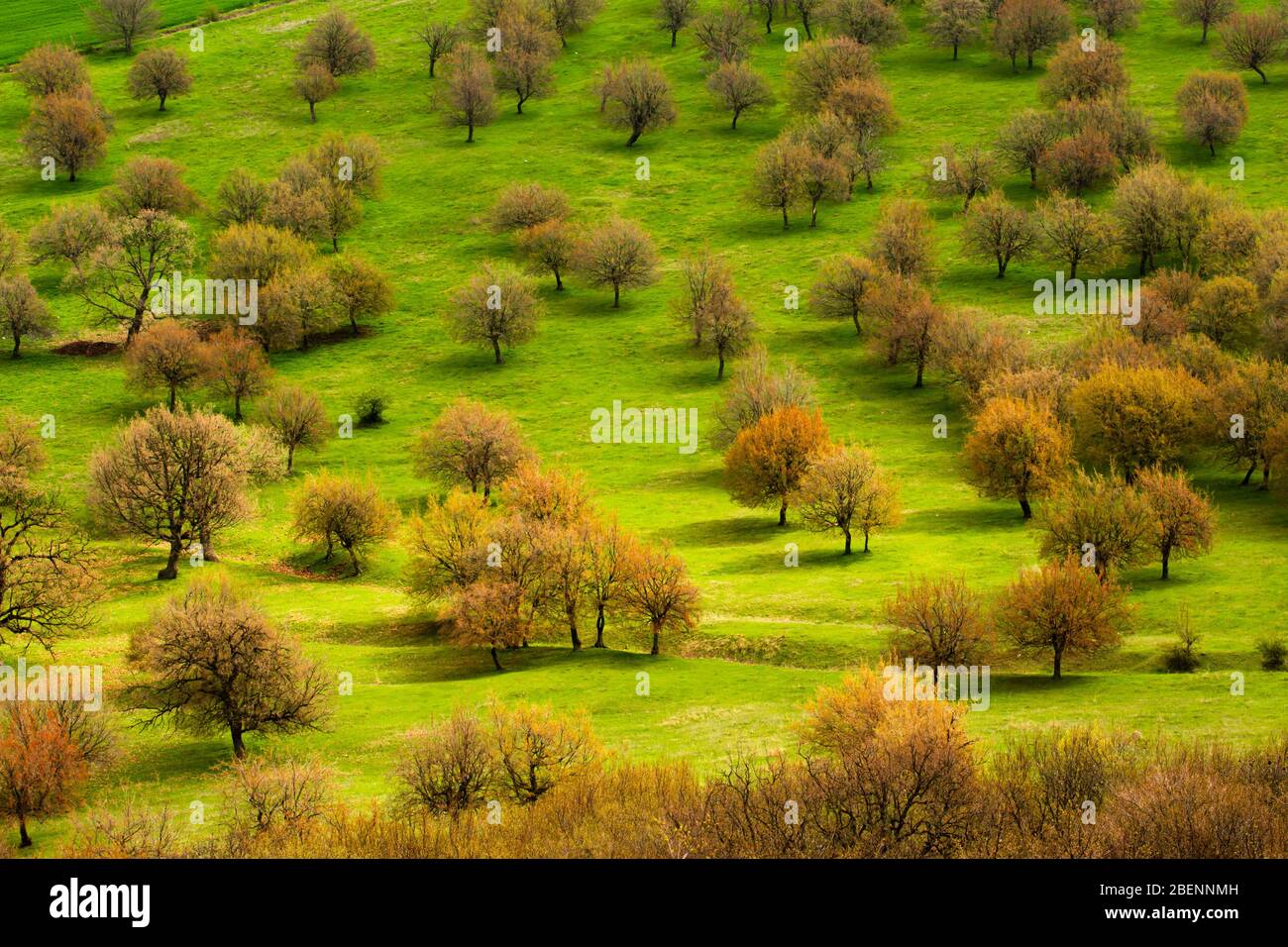 Landscape view of green field with autumn trees. Aerial view of field ...