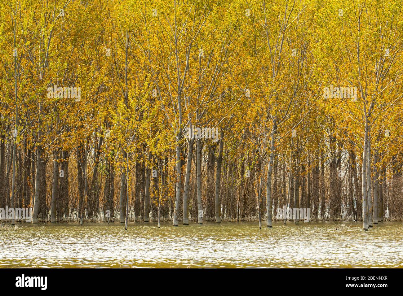 Landscape with yellow trees and field with snow. Yellow woods with snow ...