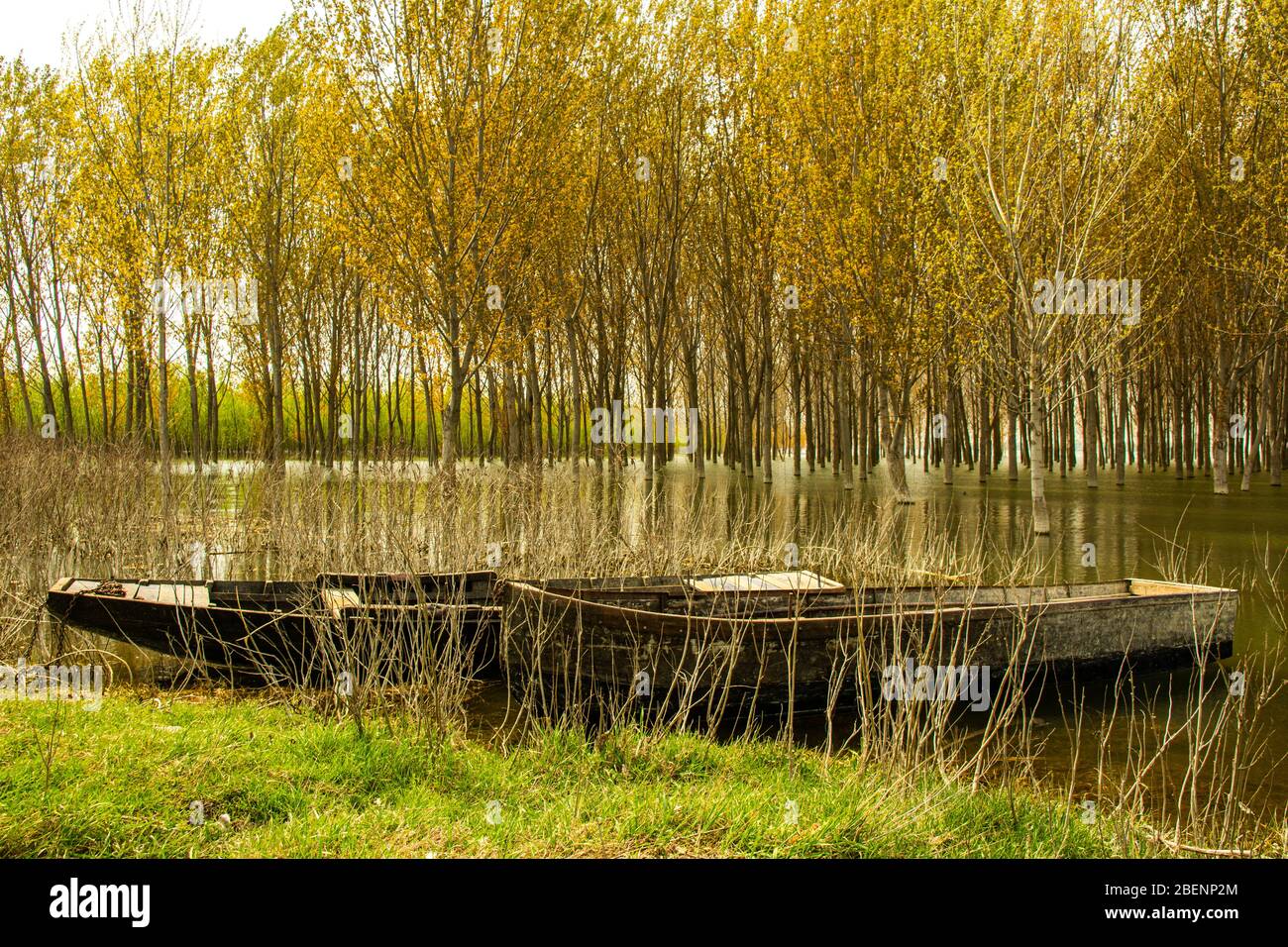 Docked boats and trees in the water. Wooden boats docked on shore with ...