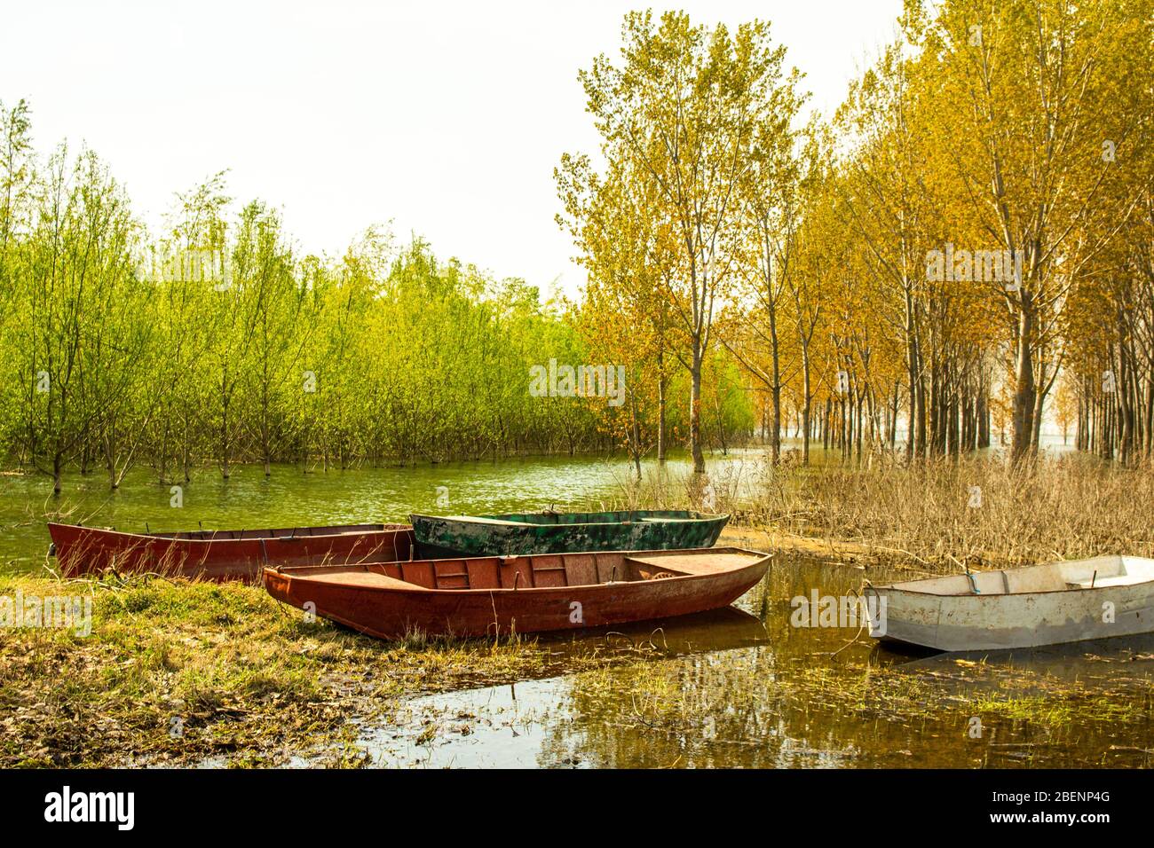 Old boats and trees in the lake. Docked old vessels on shore and thin ...