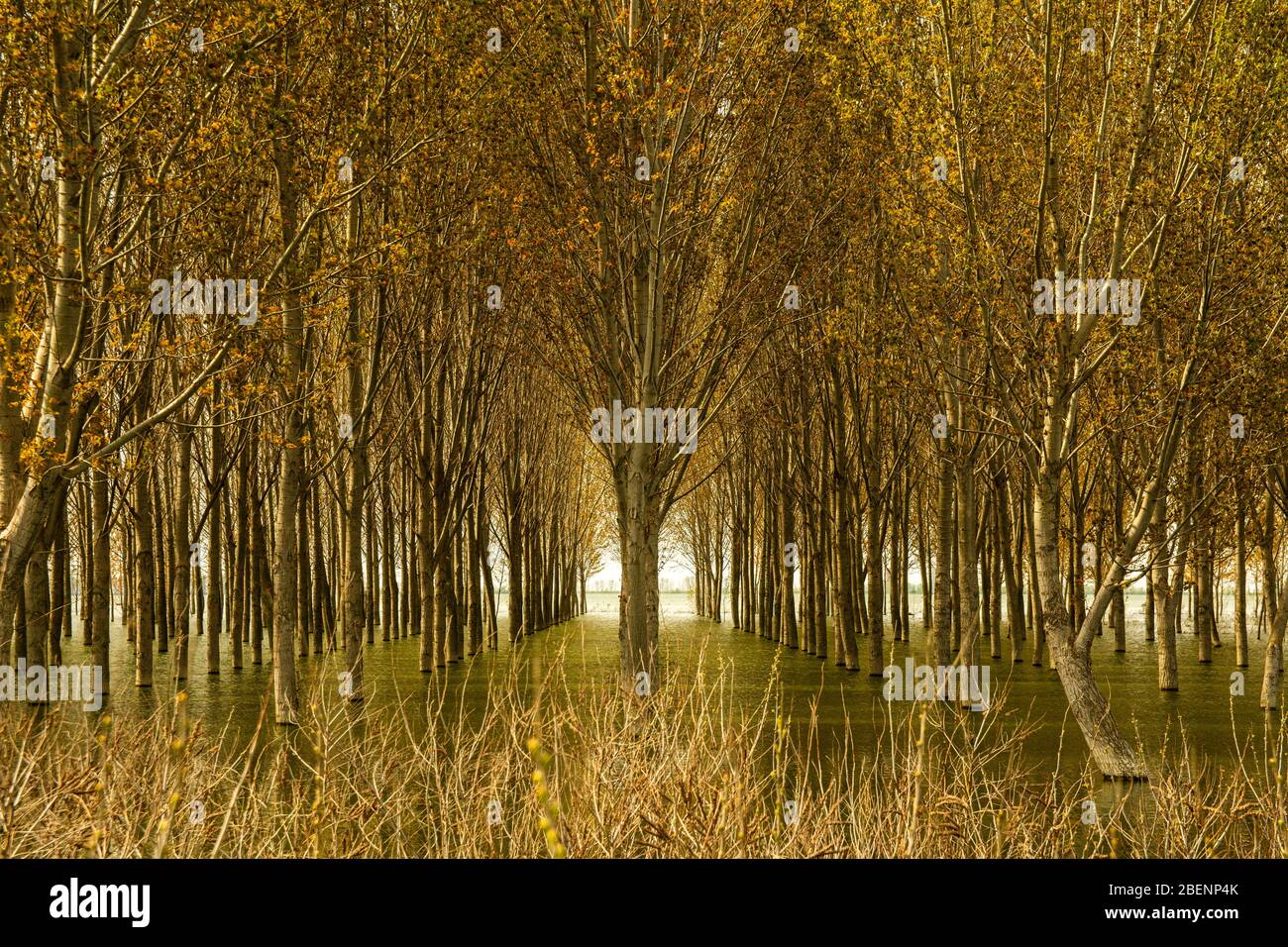 Several rows of trees standing in the marsh. Landscape of autumn forest ...