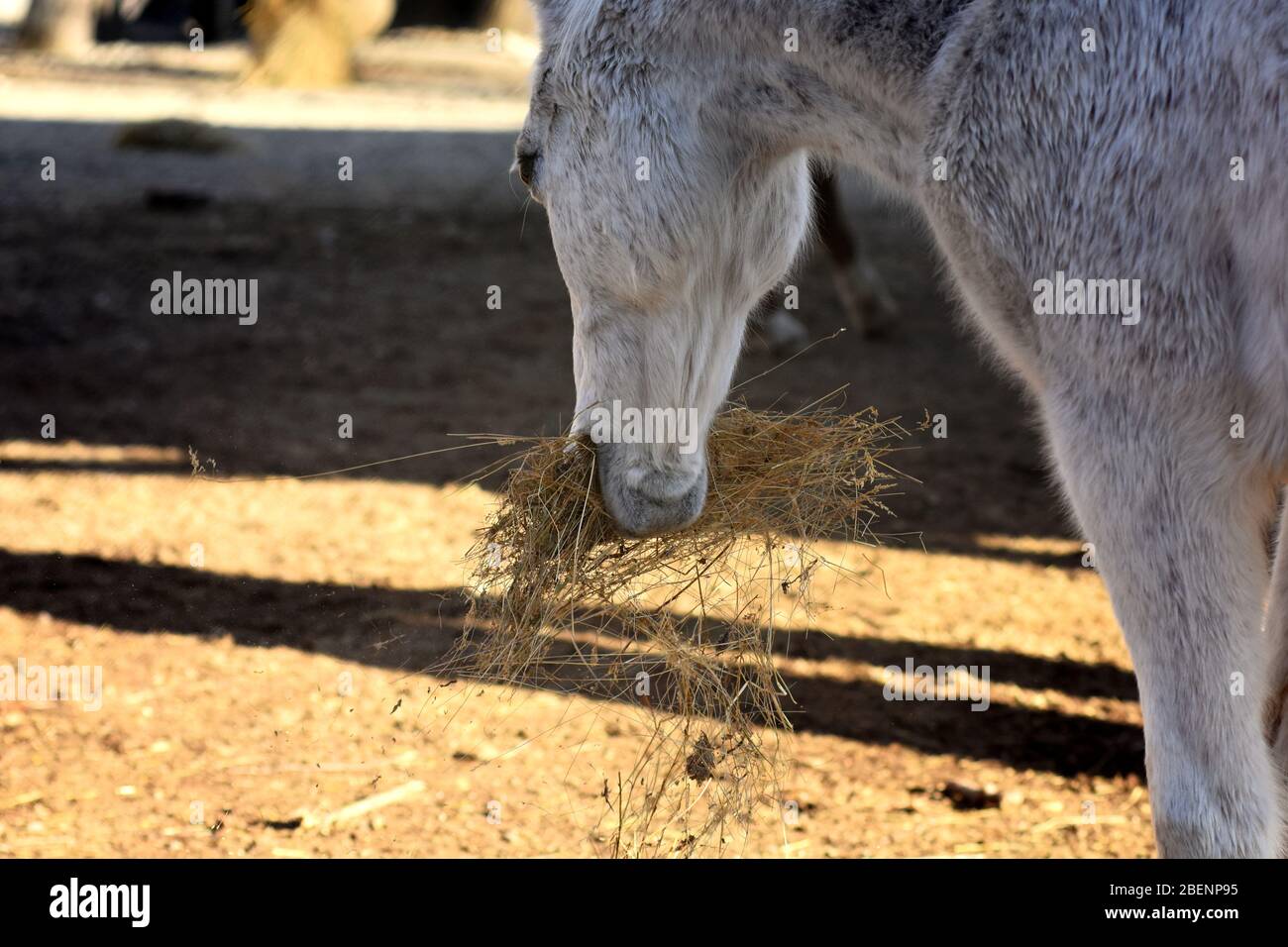 Closeup portrait of beautiful young horse eating hay at the farm ...
