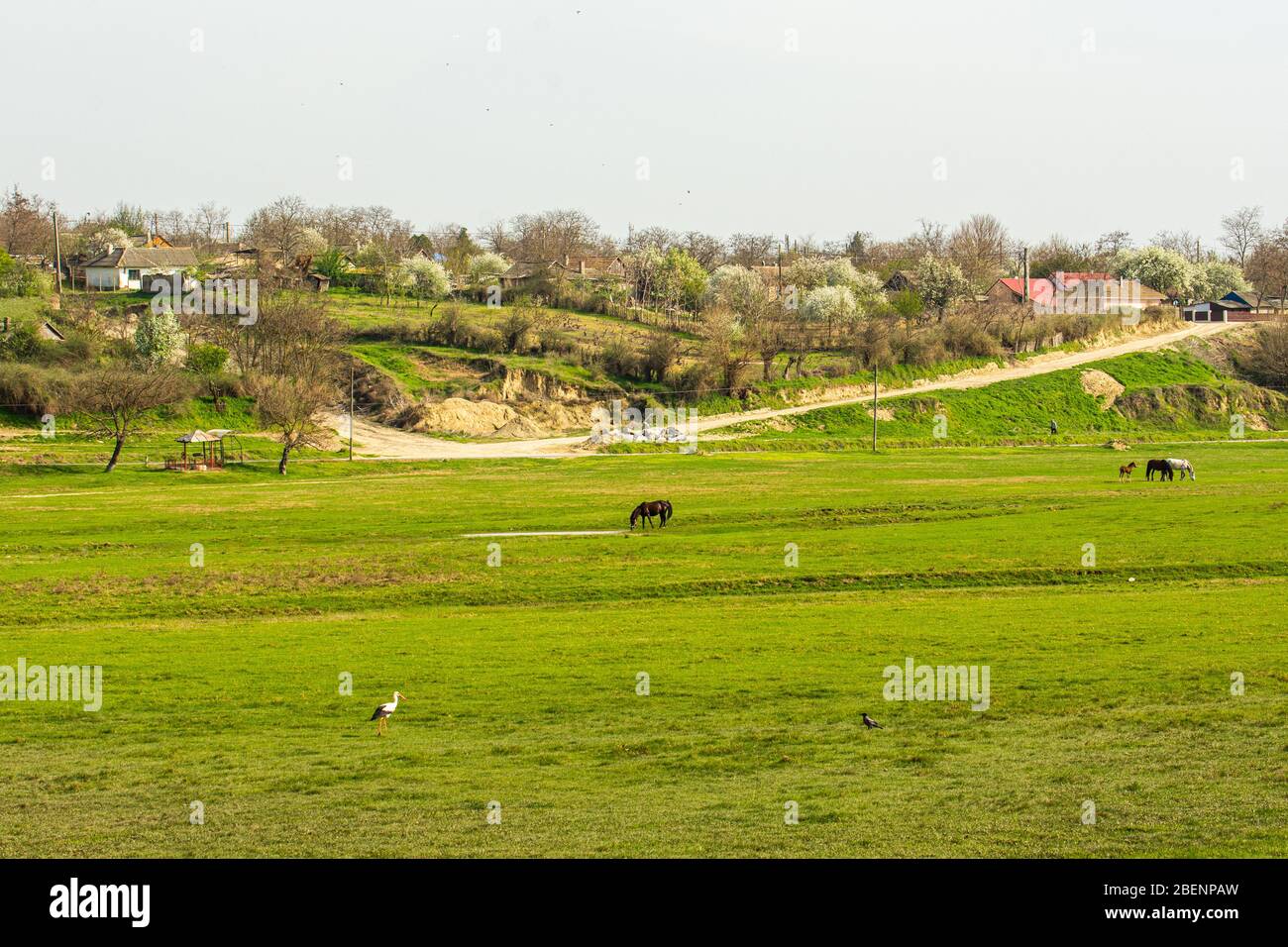Aerial view of green field with animals and cabins. Photo of a village ...