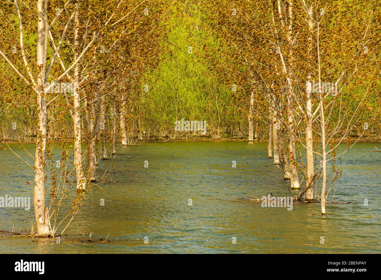 Flooded trees landscape with forest in background. Rows of thin trees ...