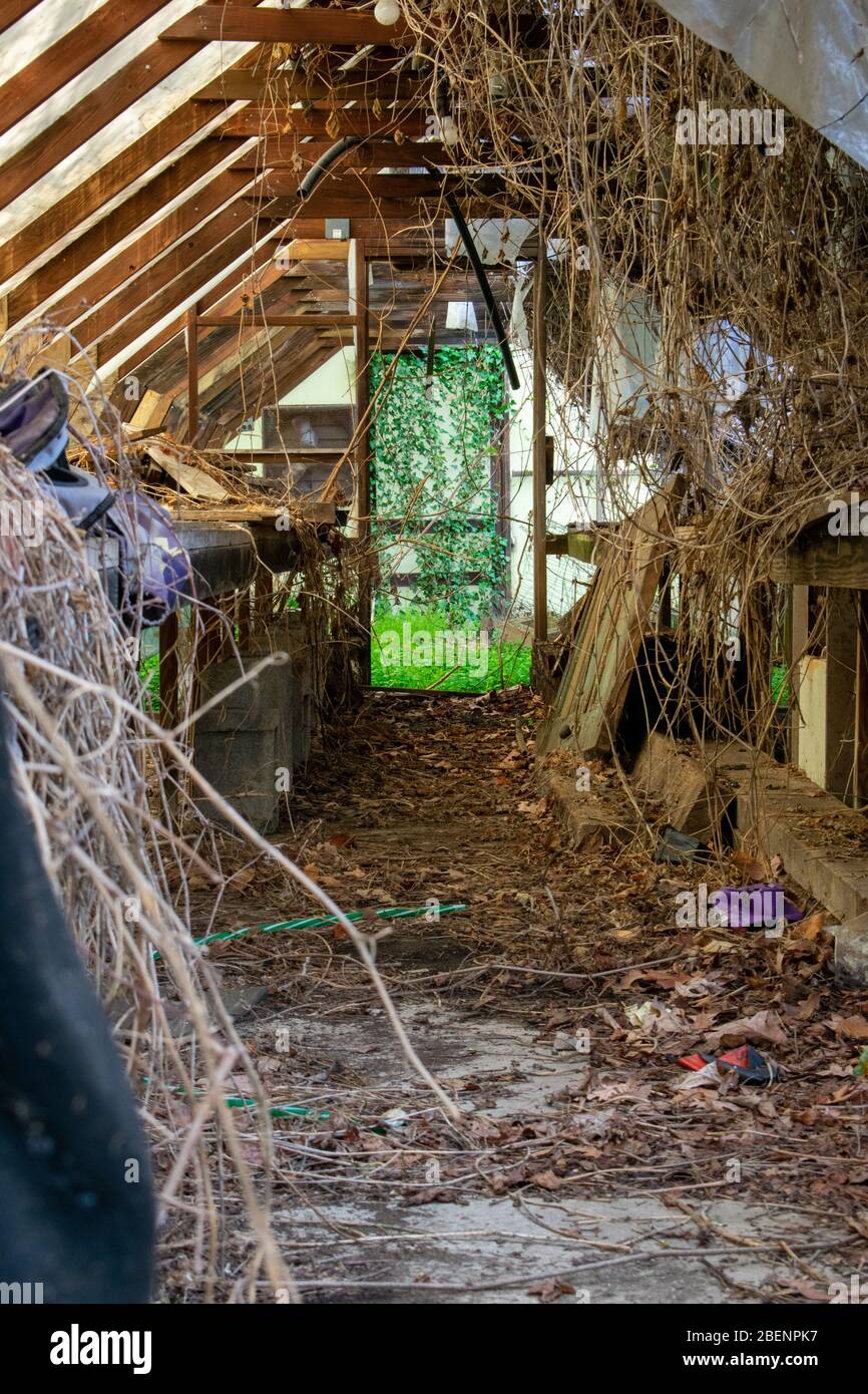 Overgrown greenhouse hi-res stock photography and images - Alamy