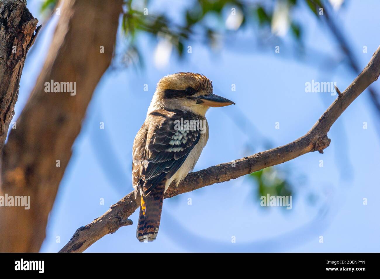 Australian icon laughing kookaburra hi-res stock photography and images ...