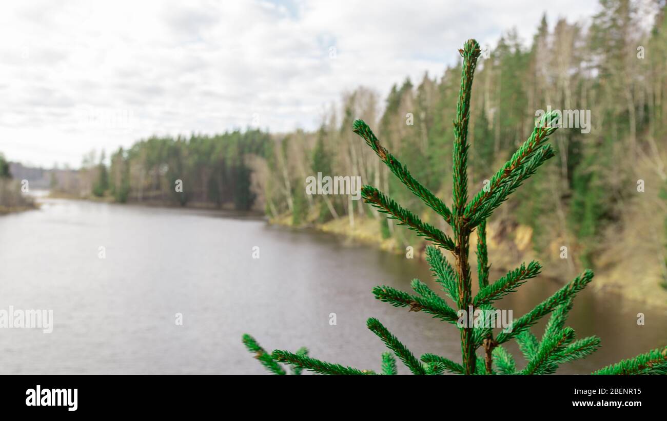 Spruce tree landscape hi-res stock photography and images - Alamy