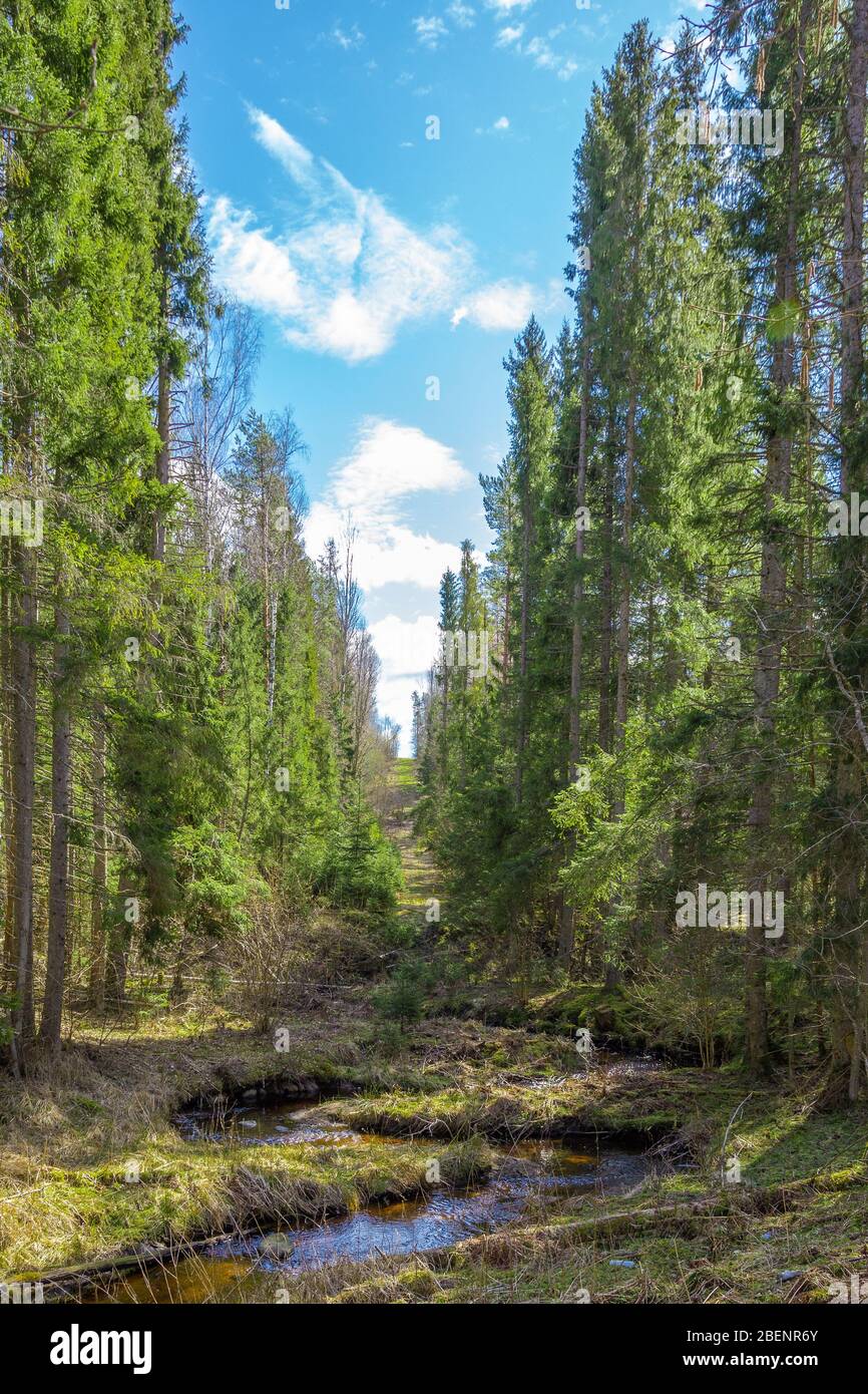 wild river landscape in back wild forest Stock Photo - Alamy