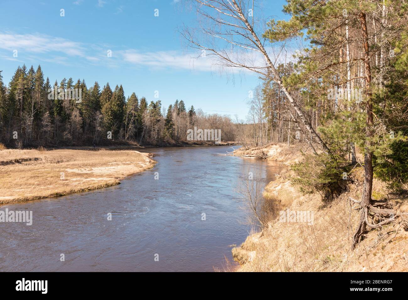 wild river landscape in back wild forest Stock Photo - Alamy