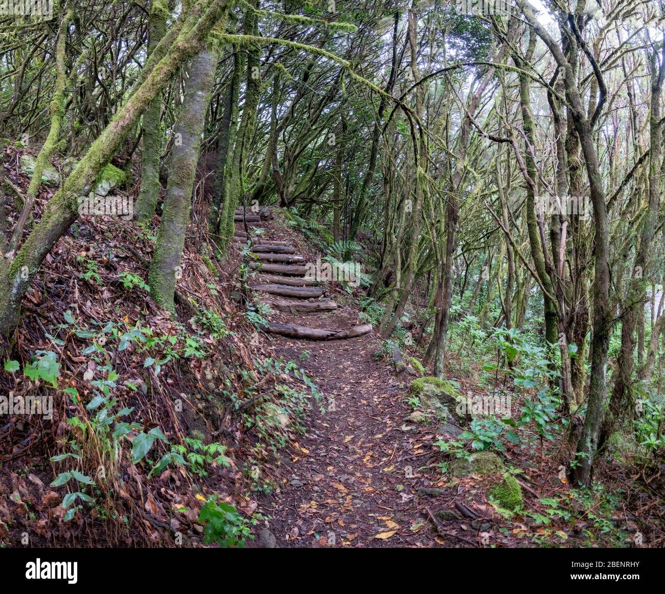 La gomera canary islands hiking trails hi-res stock photography and ...