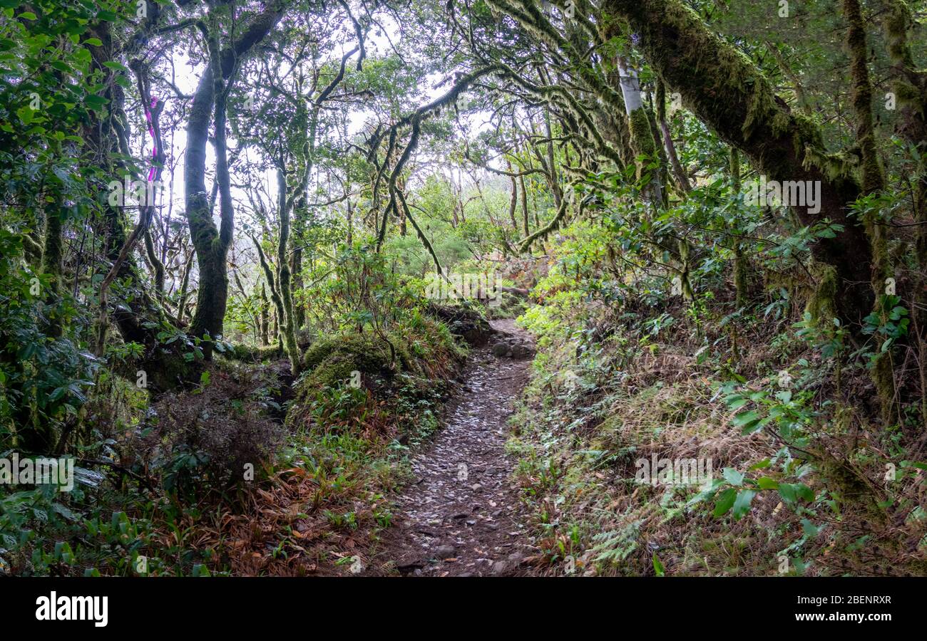La gomera canary islands hiking trails hi-res stock photography and ...