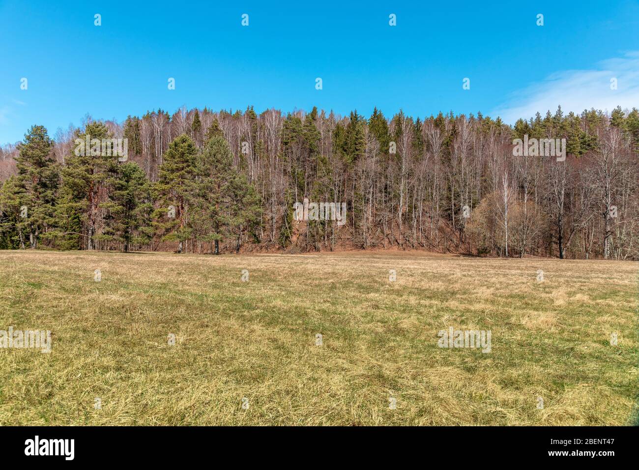 Green meadow, Microsoft windows open screen, forest, sky Stock Photo ...