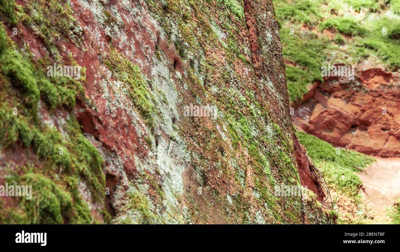Sandstone cliff with small caves, moss in wild forest Gaujas National ...