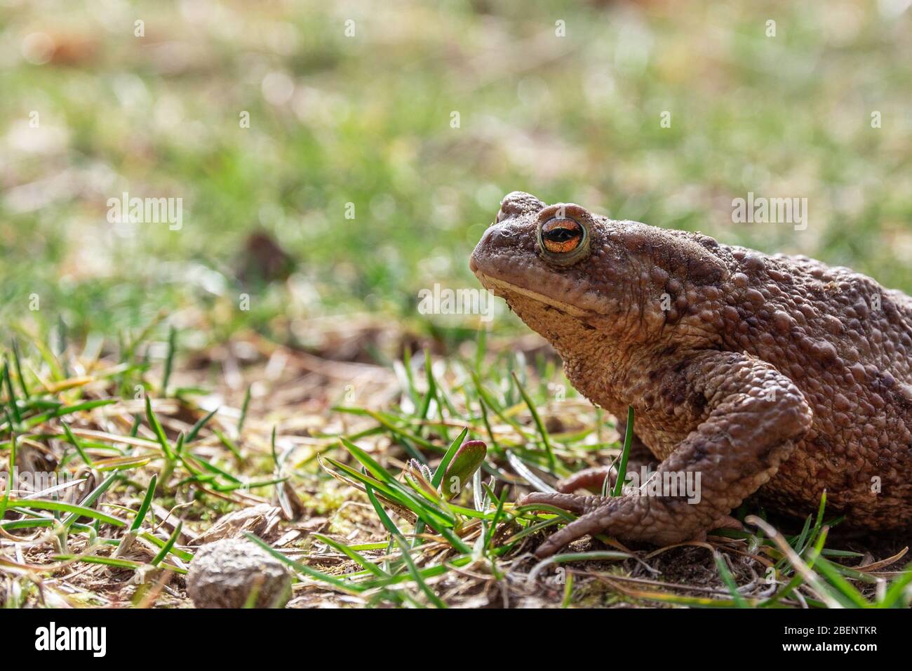 Frog toad in flat hi-res stock photography and images - Alamy