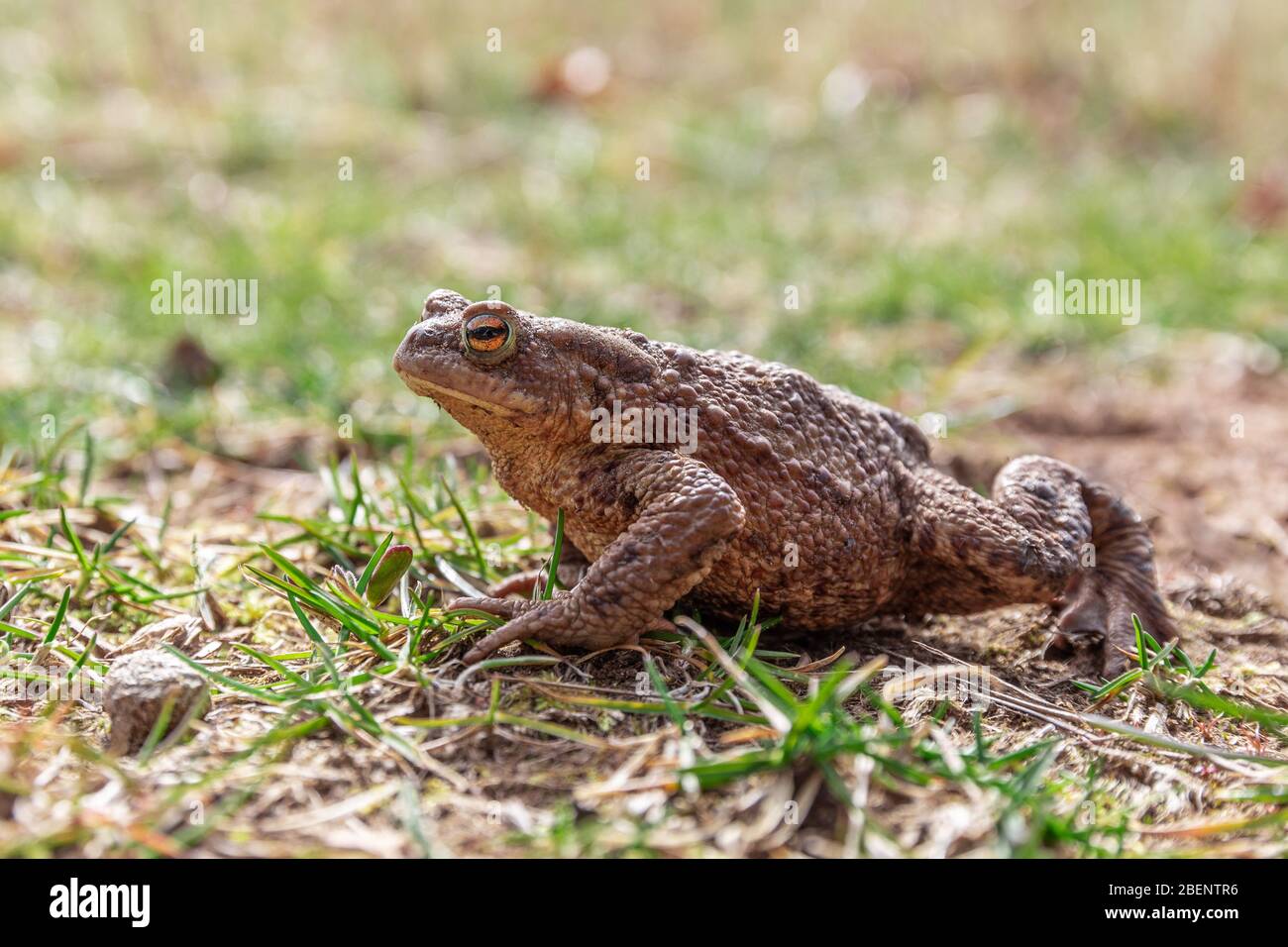 Frog or toad in flat meadow in wildlife Stock Photo - Alamy