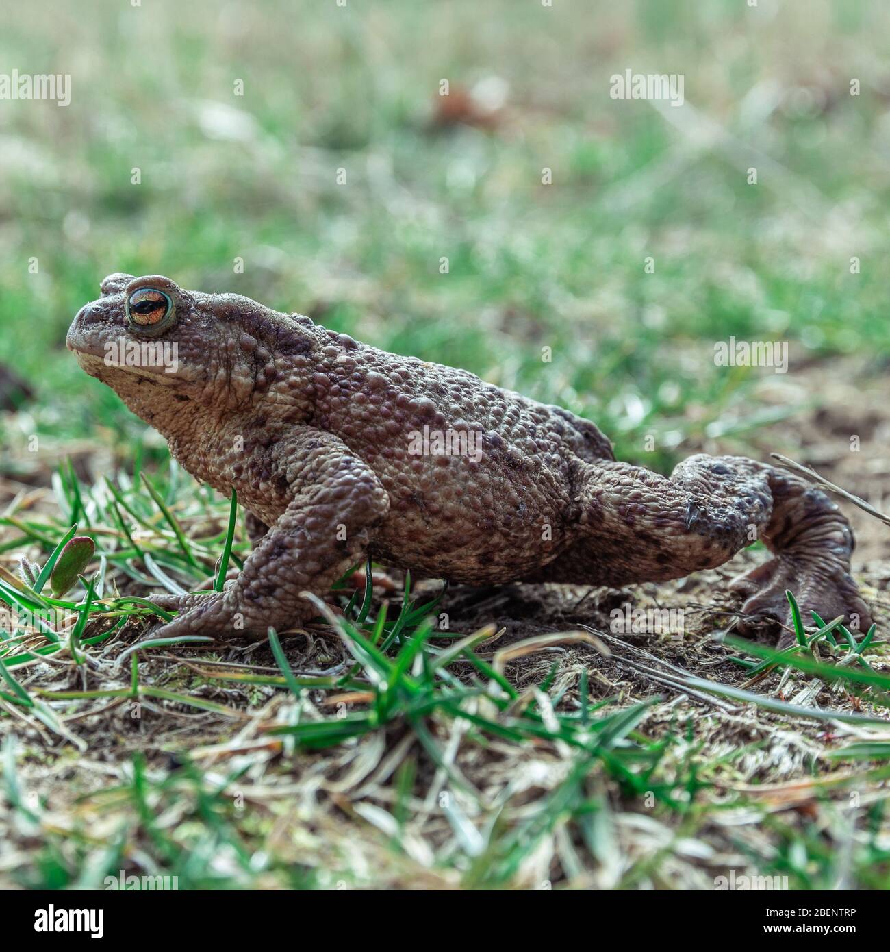 Frog toad in flat hi-res stock photography and images - Alamy