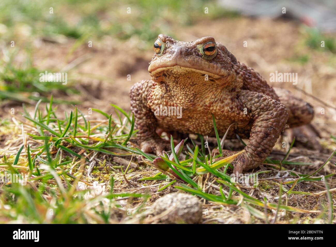 Frog toad in flat hi-res stock photography and images - Alamy
