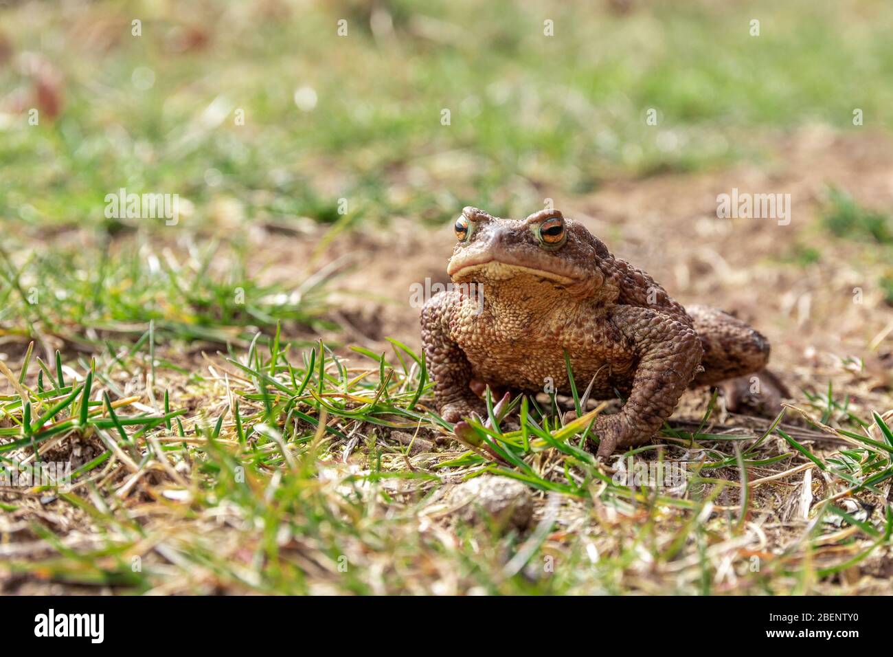 Frog or toad in flat meadow in wildlife Stock Photo - Alamy