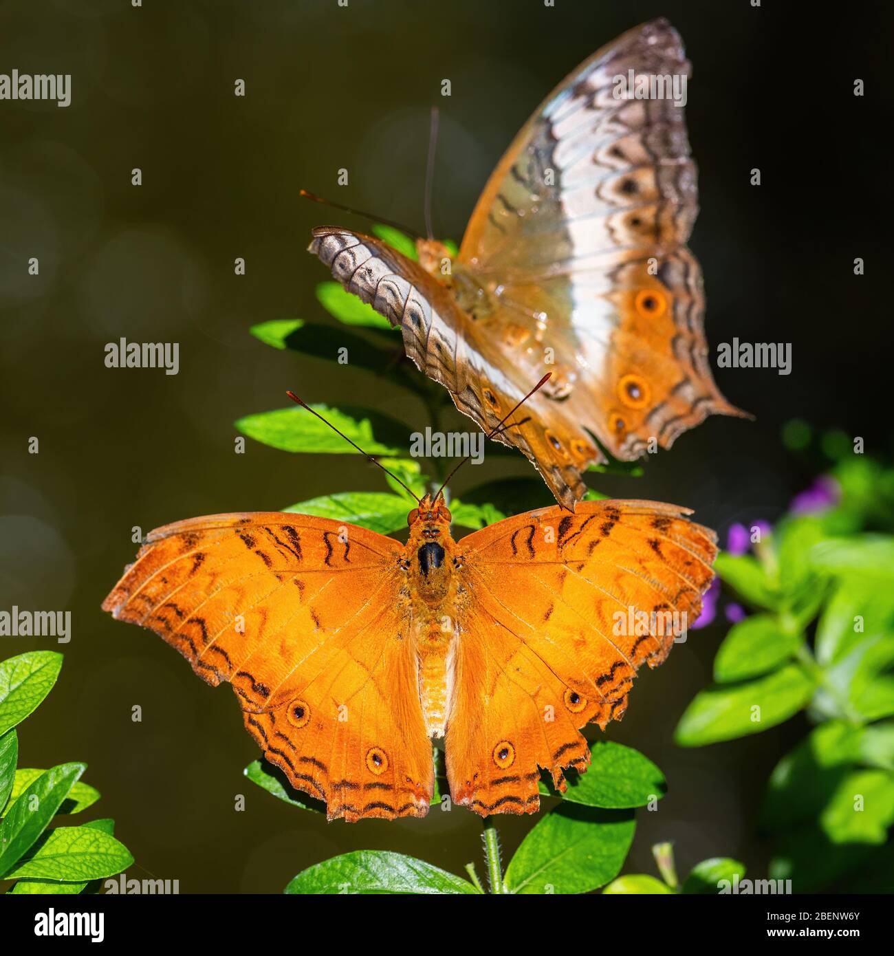 Malay cruiser butterfly - Vindula dejone, beautiful yellow and orange ...
