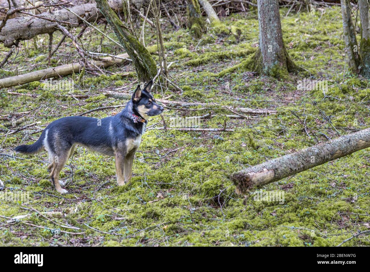 Small wild dog hi-res stock photography and images - Alamy
