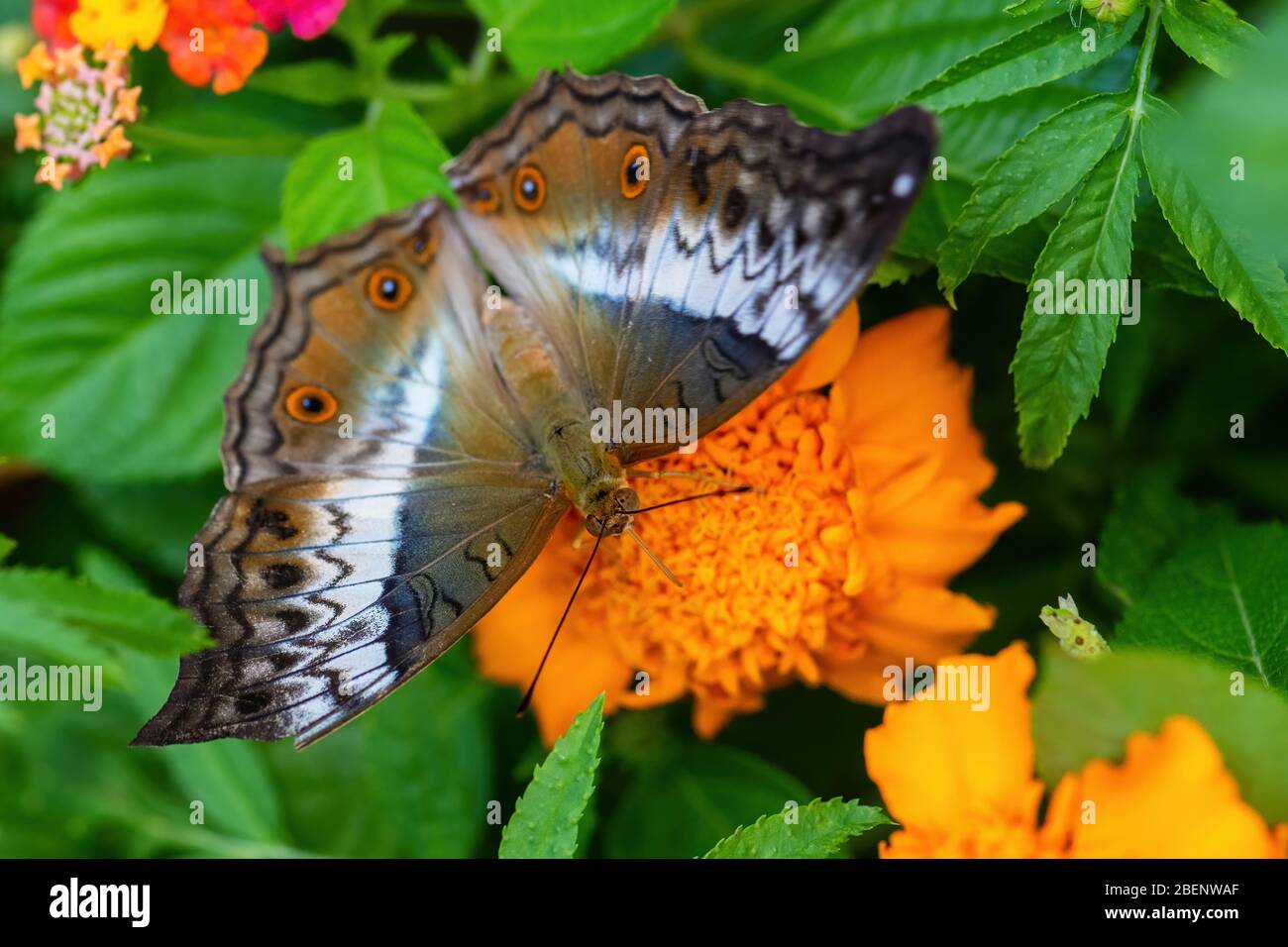 Malay cruiser butterfly - Vindula dejone, beautiful yellow and orange ...