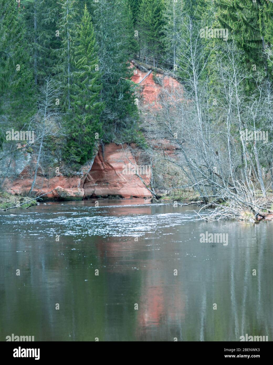 Sandstone cliff with small caves, moss in wild forest Gaujas National ...