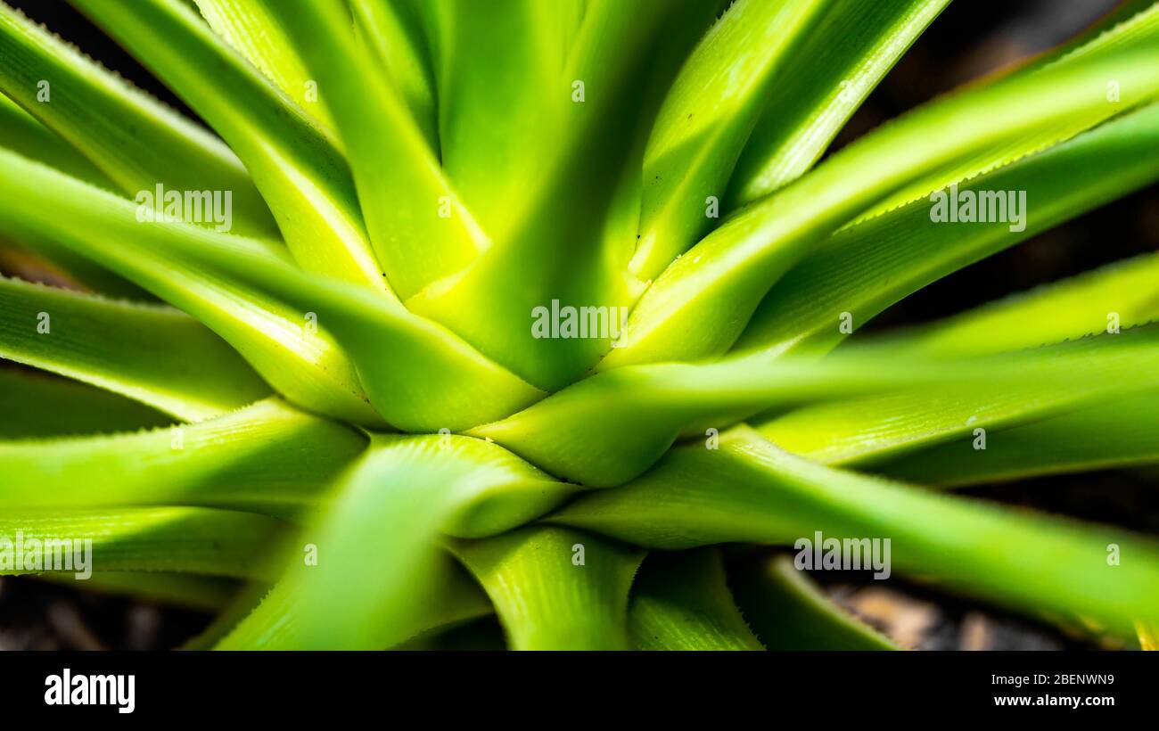 Agave rosette hi-res stock photography and images - Alamy