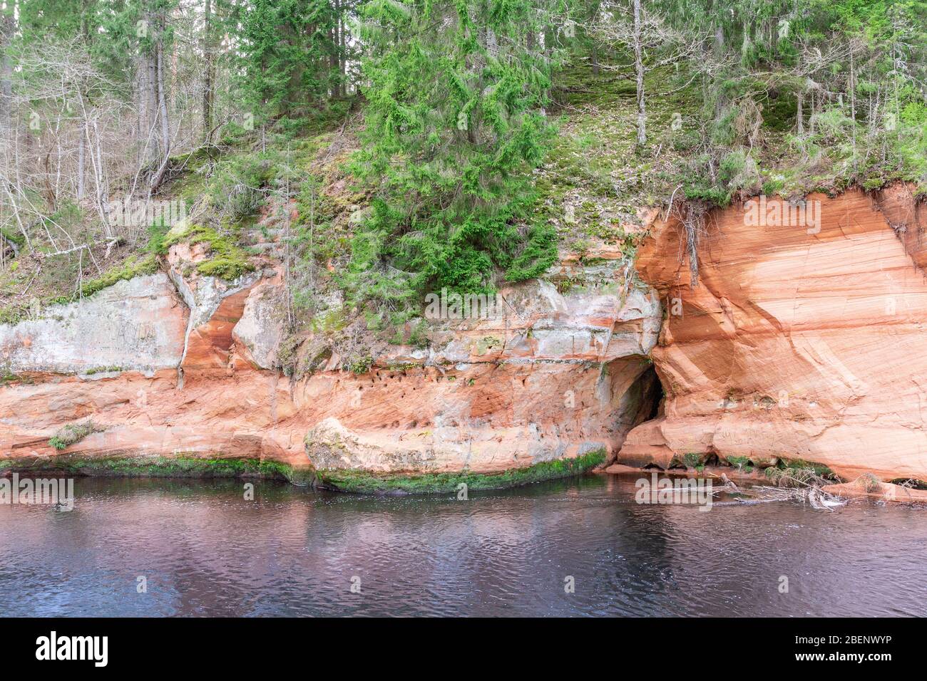Sandstone cliff with small caves, moss in wild forest Gaujas National ...