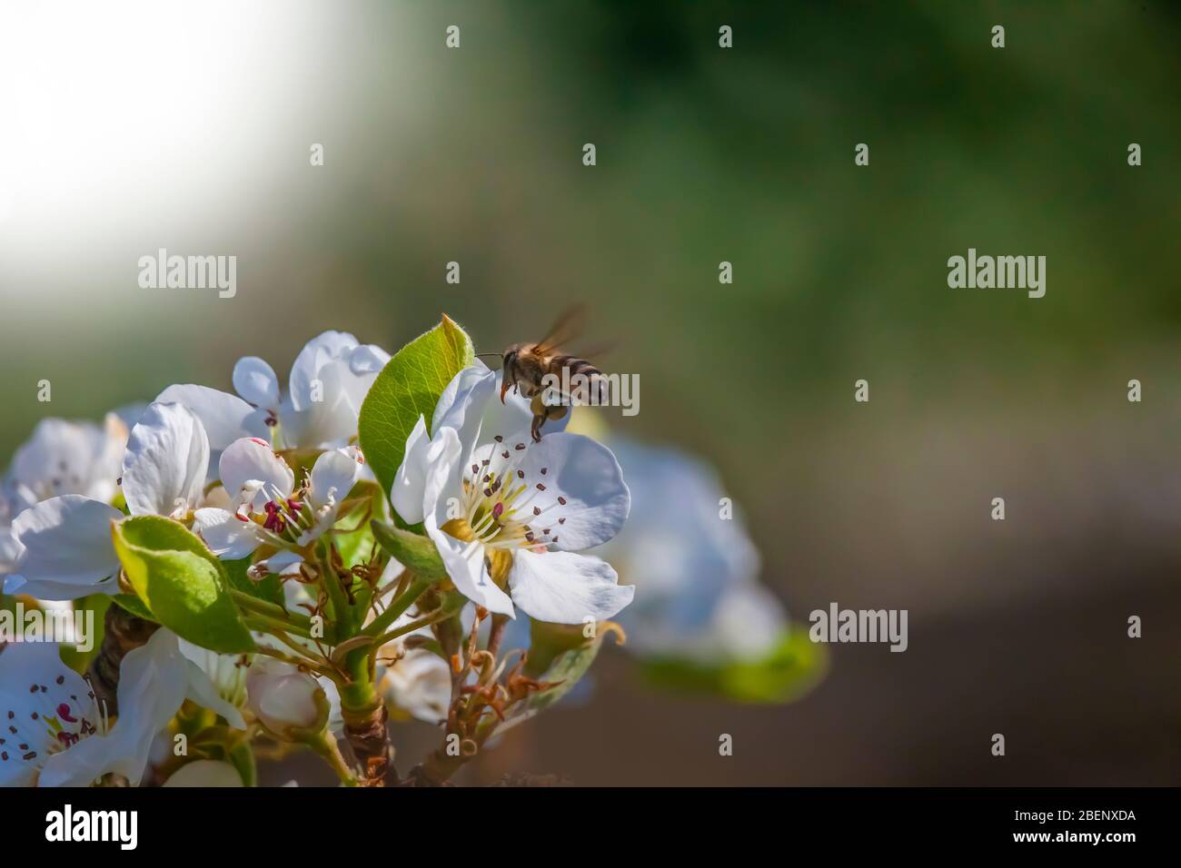 Tele flora hi-res stock photography and images - Alamy