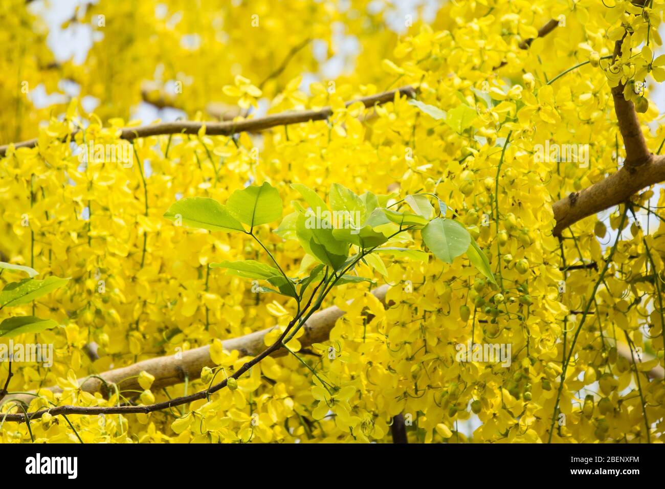 Close up Young Green Lead of Cassia fistula flower Stock Photo - Alamy