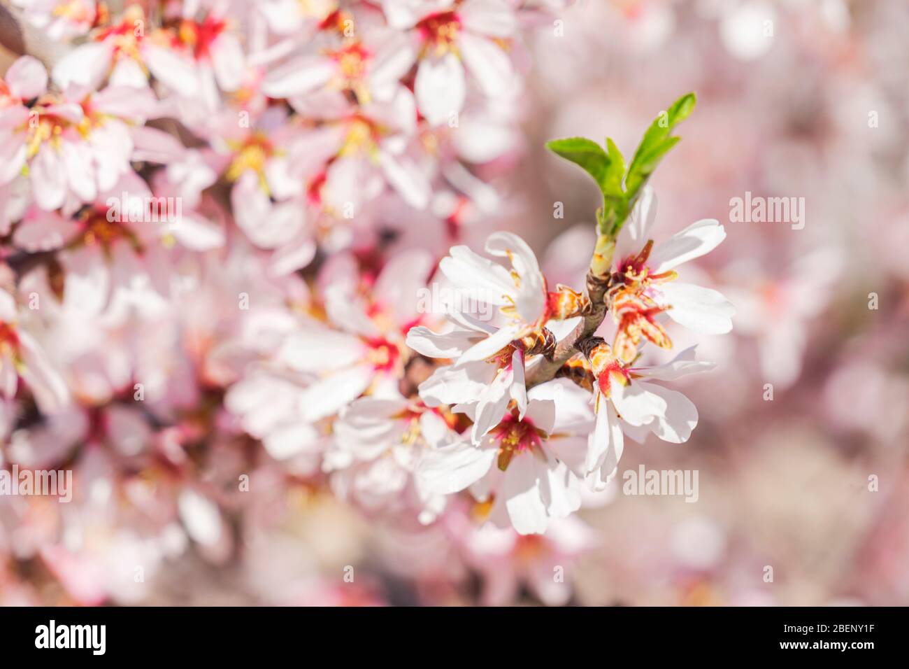White pink almond blossoms in full bloom on the almond tree in Spain ...