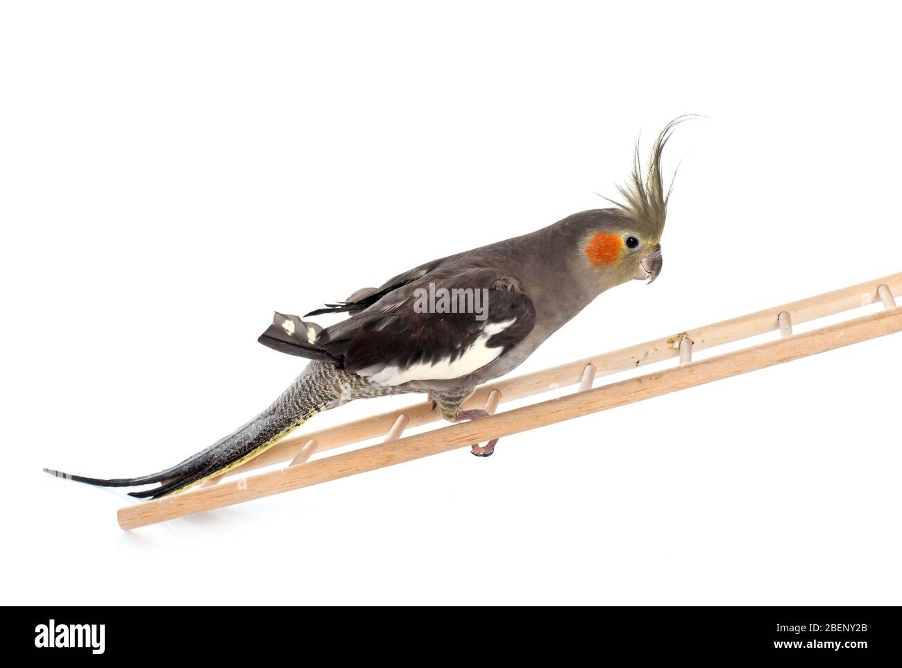 young cockatiel playing in front of white background Stock Photo - Alamy