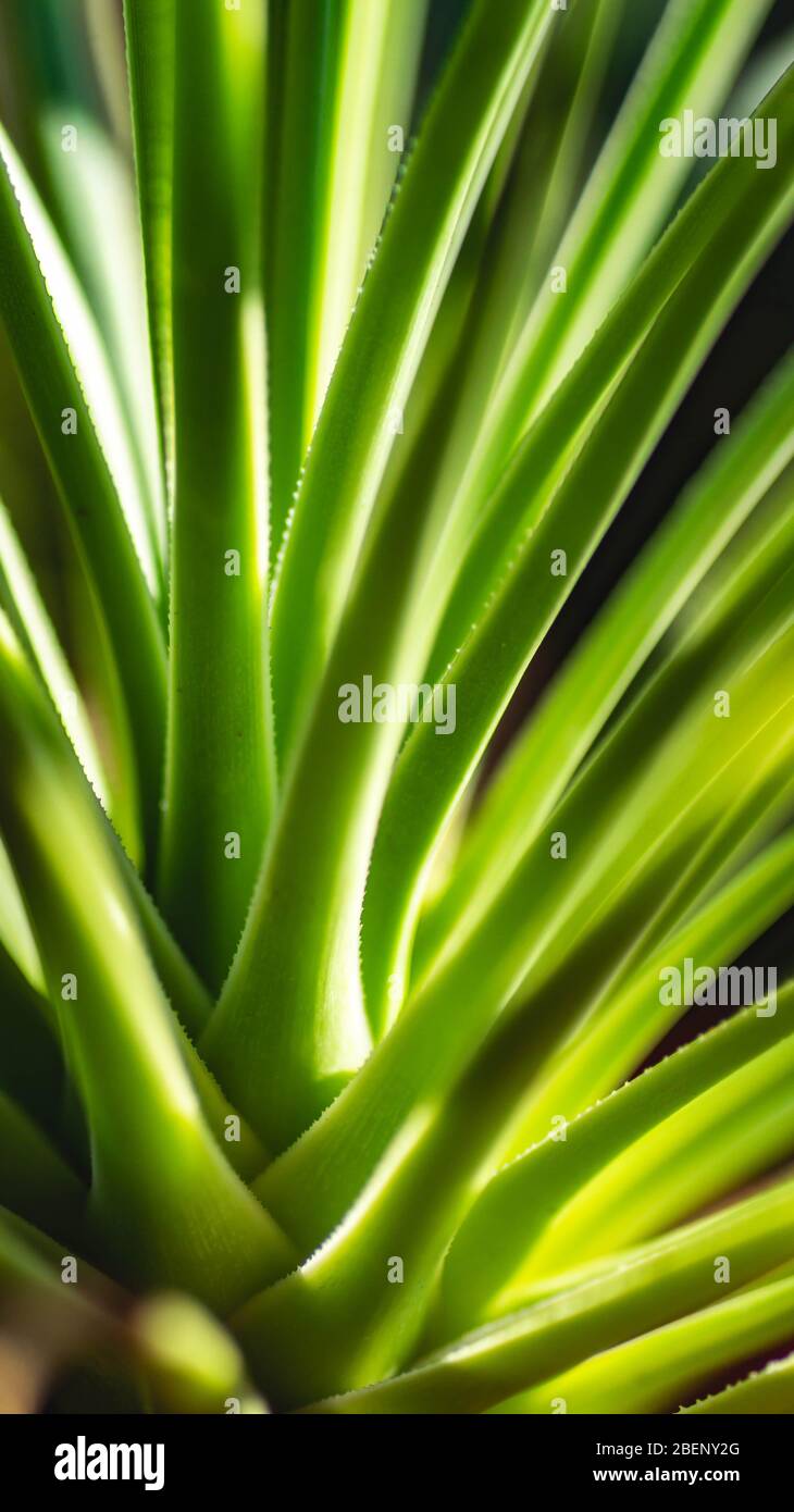 Closeup of Agave Stricta ( Hedgehog Agave) with beautiful rosette ...