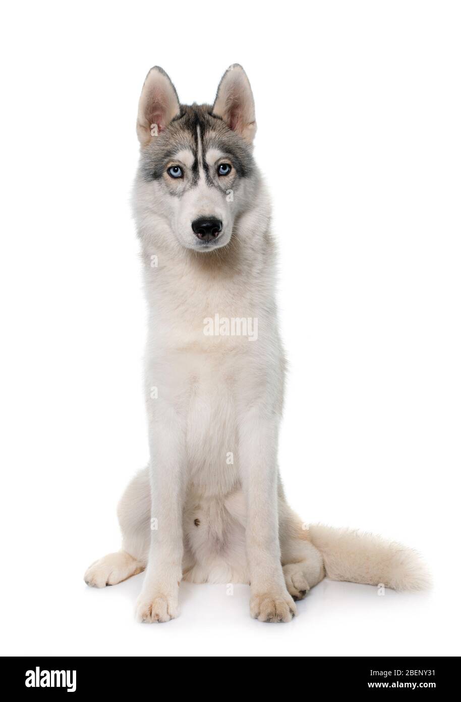 gray siberian husky in front of white background Stock Photo - Alamy