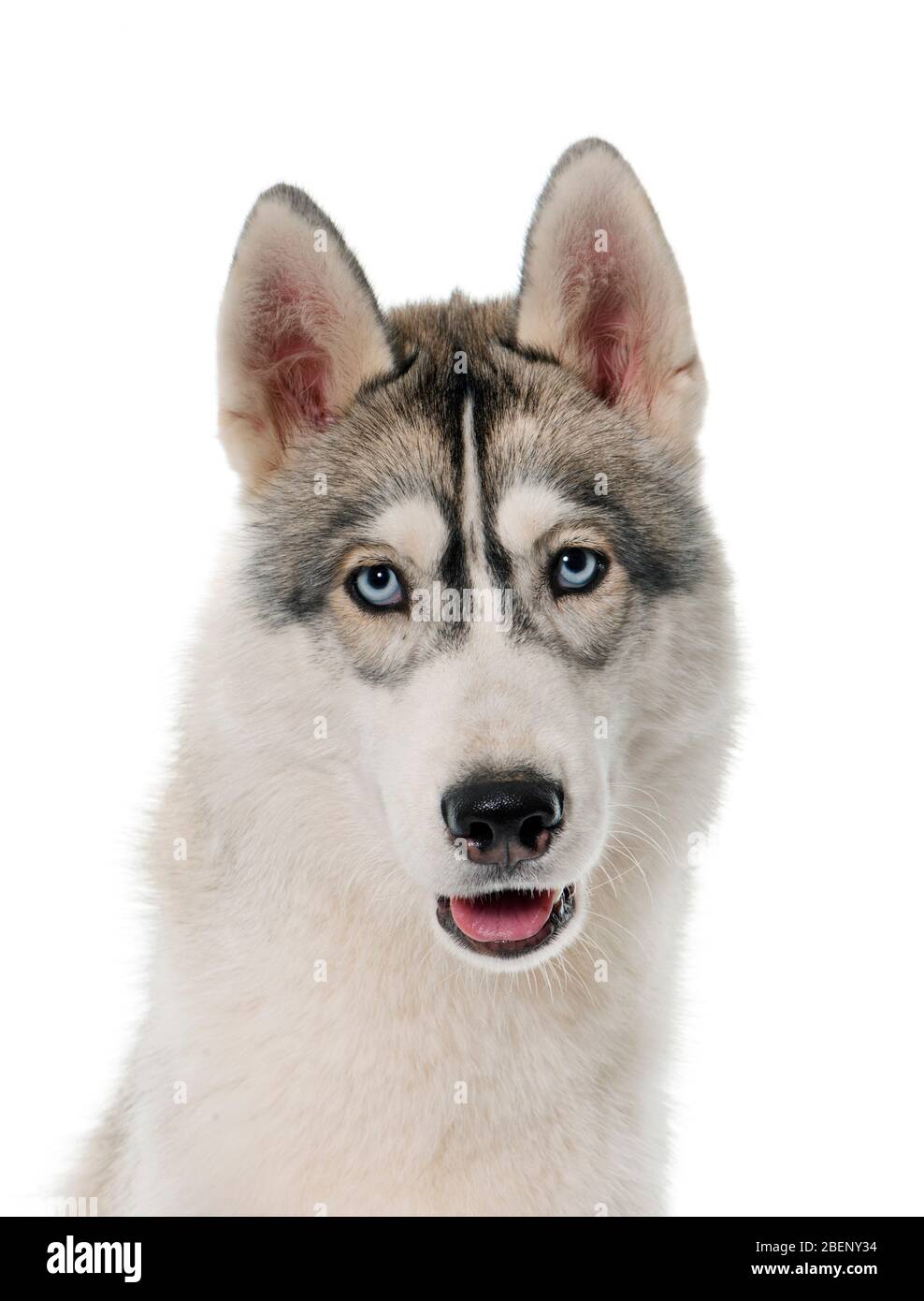 gray siberian husky in front of white background Stock Photo - Alamy
