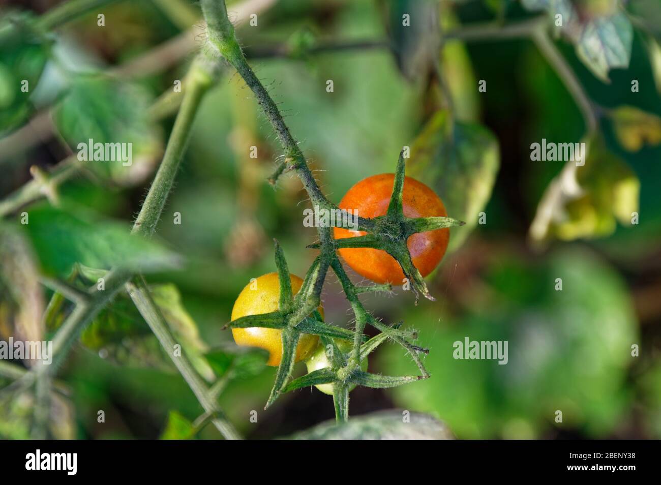 The green star shaped stem that holds are tomato is shown photographed ...