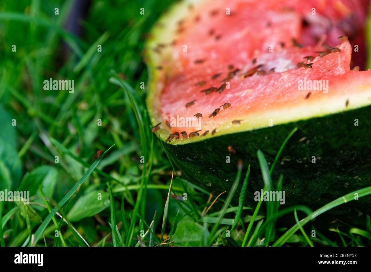 Flies and pests in summer hi-res stock photography and images - Alamy