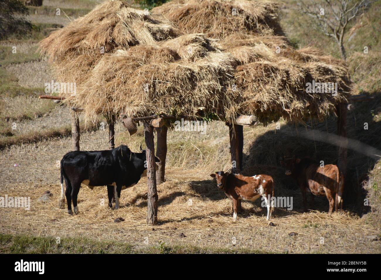 Cattle on traditional farmland north of Punakha, Bhutan Stock Photo - Alamy