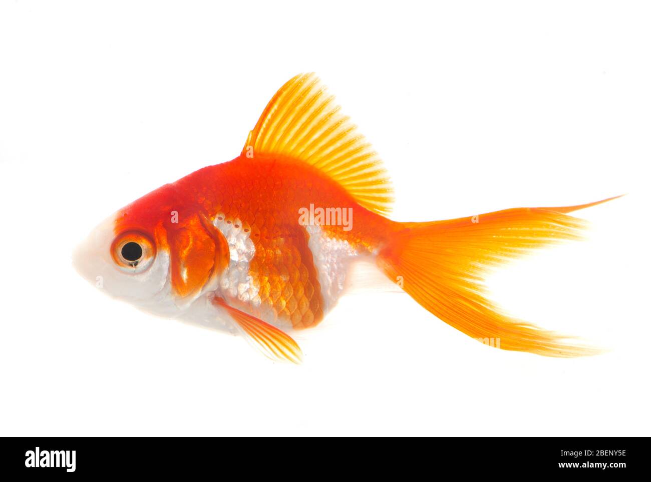 red goldfish in aquarium in front of white background Stock Photo - Alamy