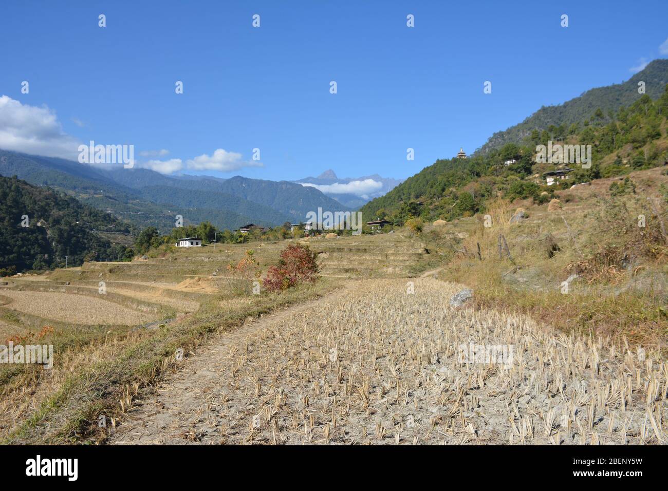 Traditional farmland north of Punakha, Bhutan Stock Photo - Alamy