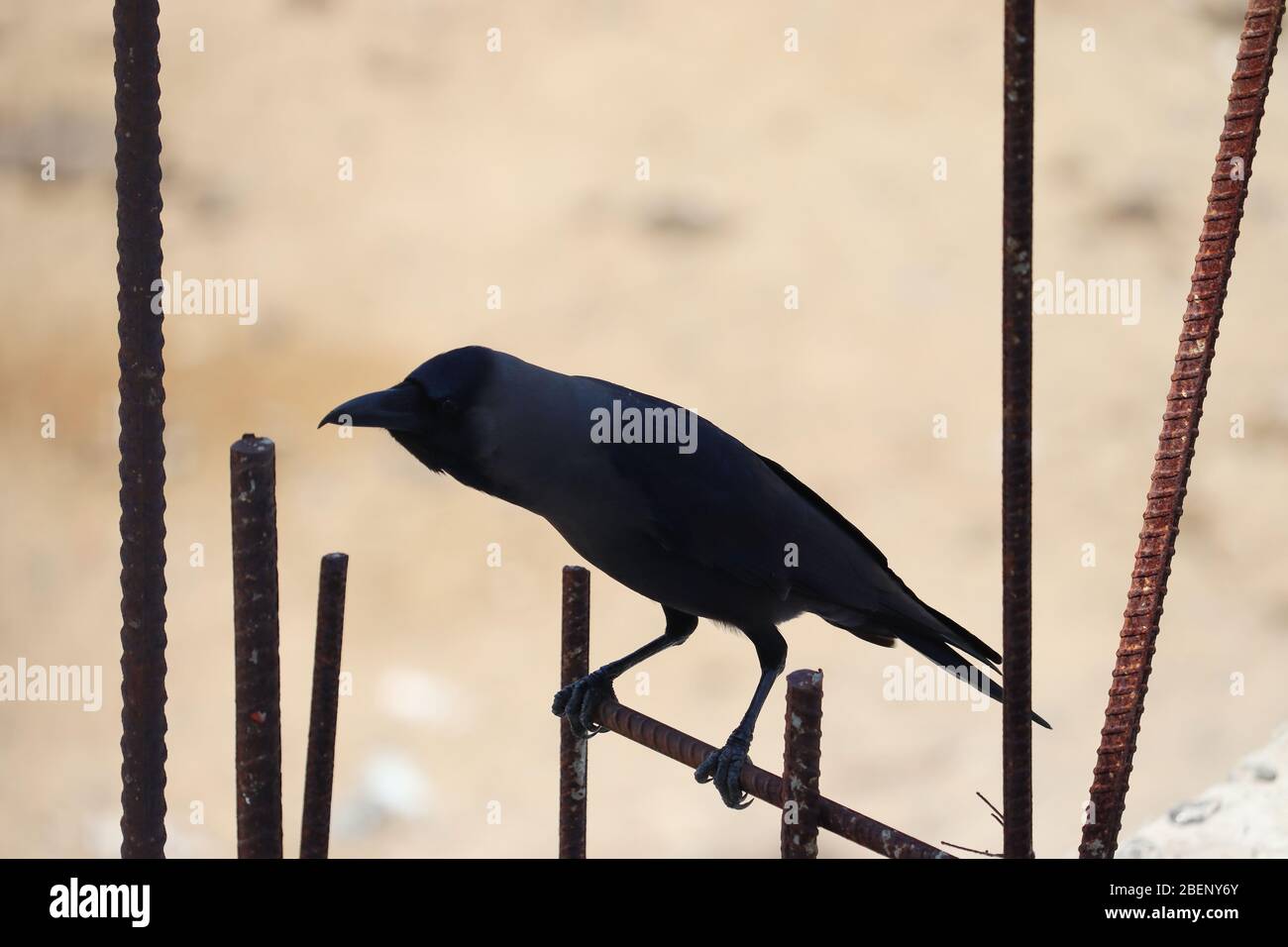 close up of a house crow perching iron bars in summer time, animals ...