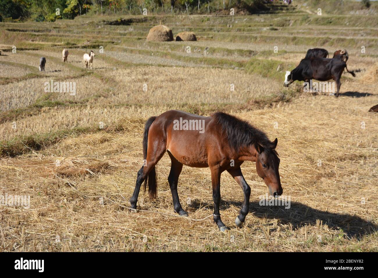 Horses and cows graze cut rice fields in traditional farming methods ...