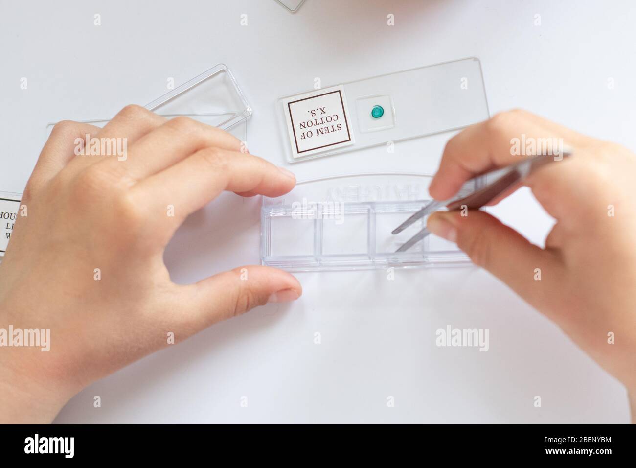A child studies a dried insect in a home laboratory Stock Photo - Alamy