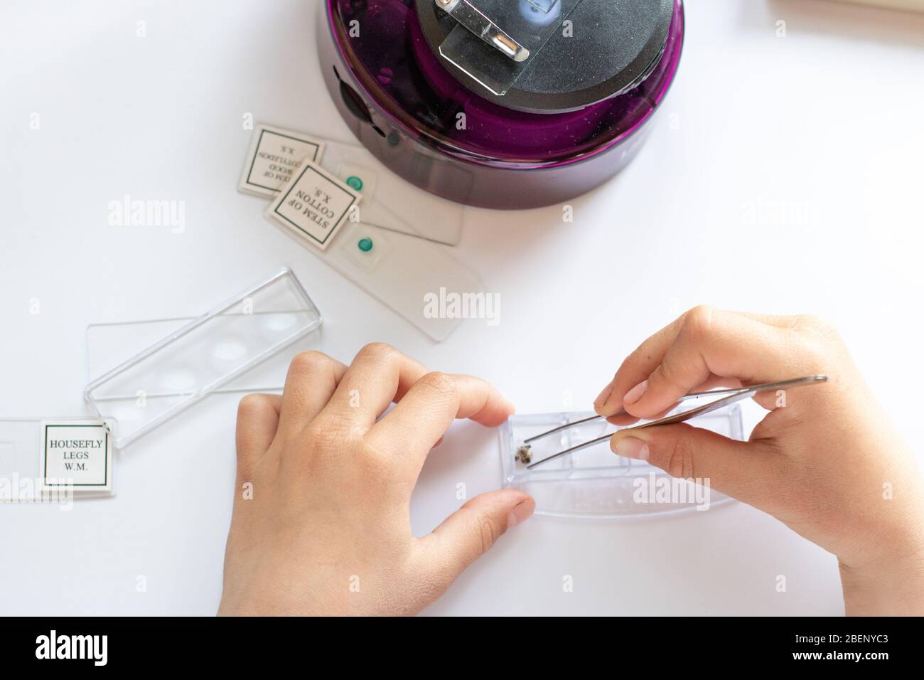 A child studies a dried insect in a home laboratory Stock Photo - Alamy