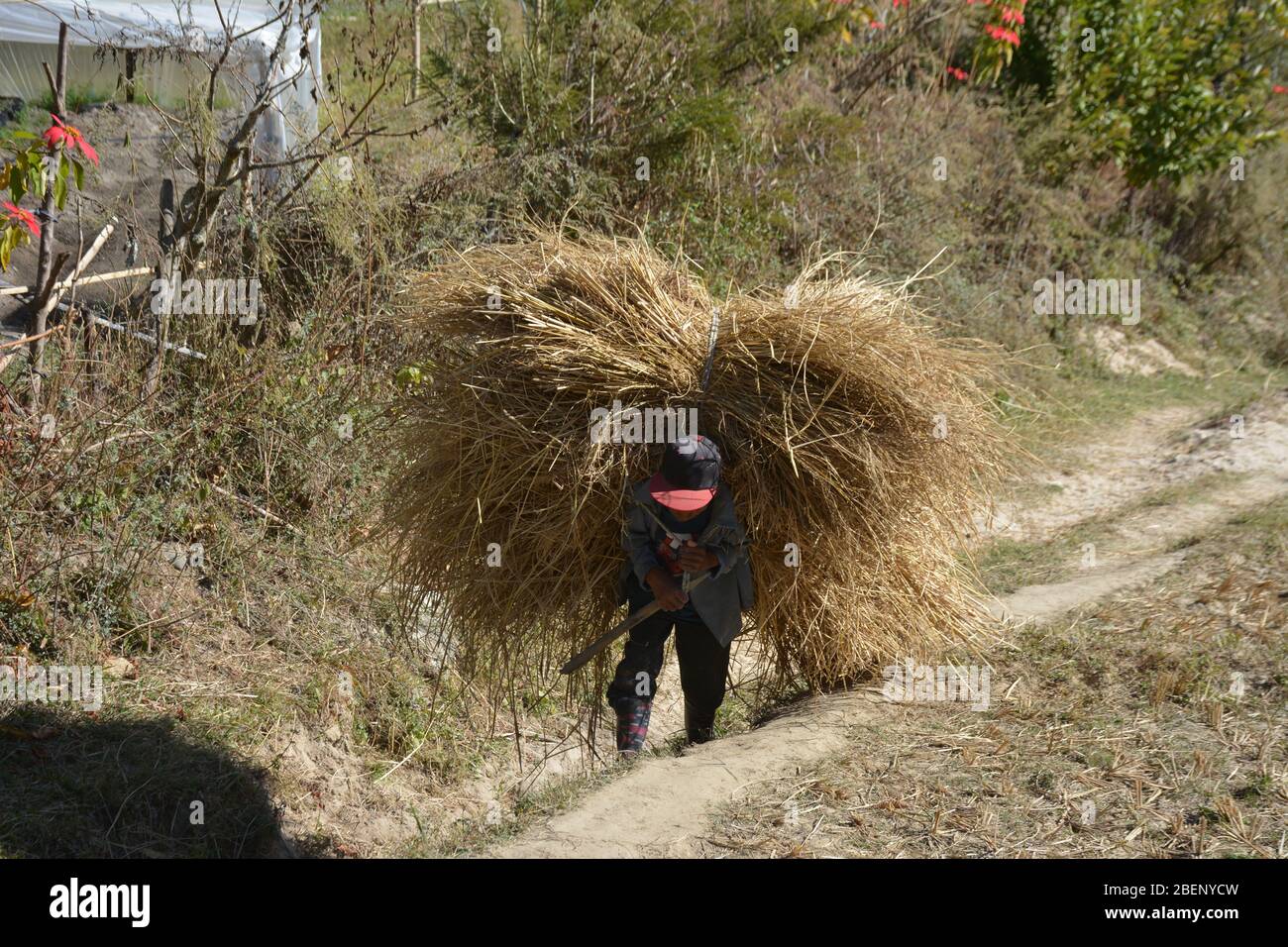 Traditional farmland north of Punakha, Bhutan Stock Photo - Alamy