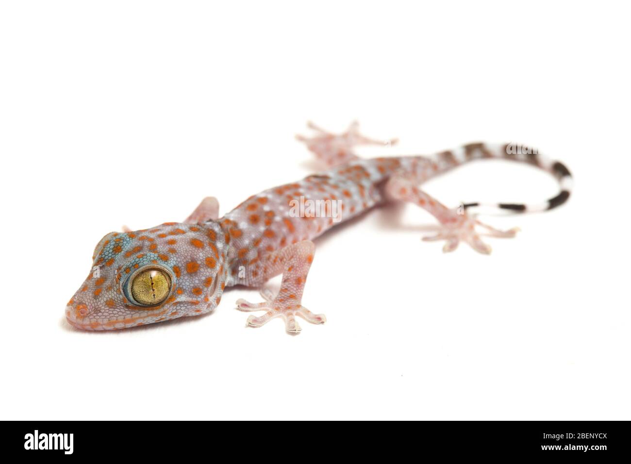 Tokay Gecko (Gekko gecko) isolated on white background Stock Photo - Alamy