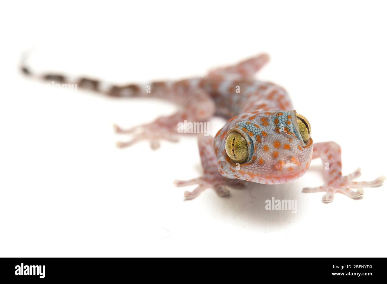 Tokay Gecko (Gekko gecko) isolated on white background Stock Photo - Alamy