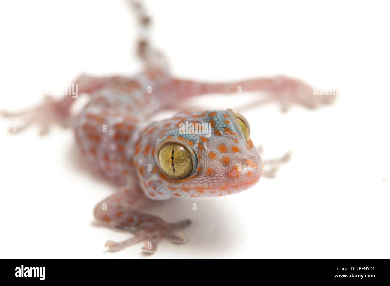 Tokay Gecko (Gekko gecko) isolated on white background Stock Photo - Alamy