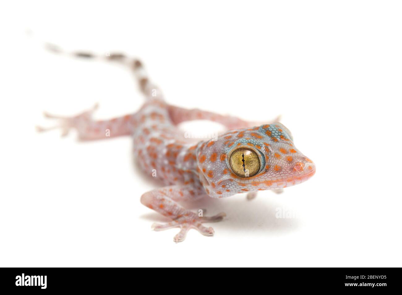 Tokay Gecko (Gekko gecko) isolated on white background Stock Photo - Alamy